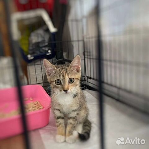 Котодети из приюта ищут своих родителей