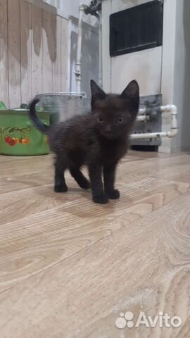 Котята отдам даром