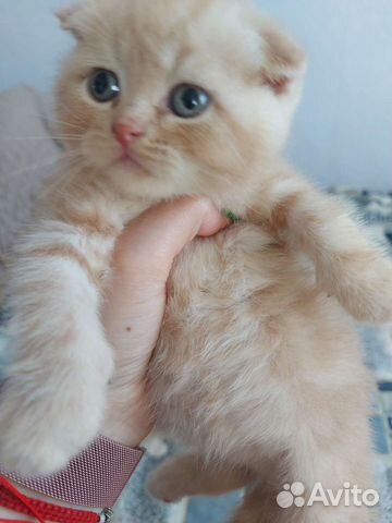 Кошки шотландцы