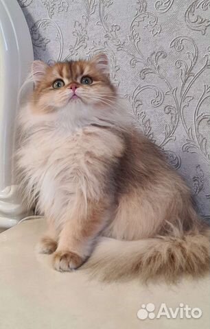 Котик золотая шиншилла