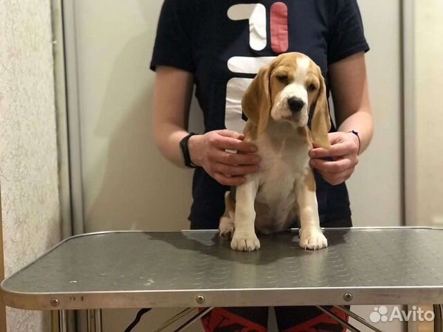 Щенки бигль