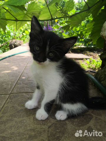 Котенок мальчик в добрые руки