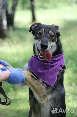 Преданный Боня - хозяин найдись