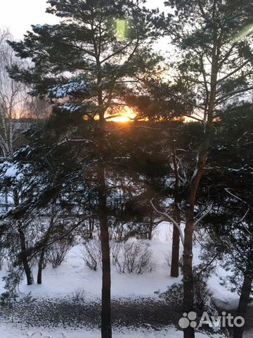 Продаю куры-несушки, два барана, 130 цысарок