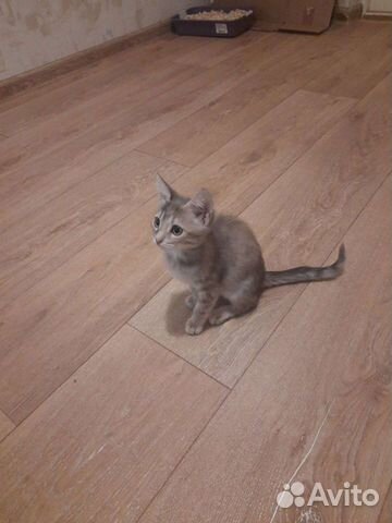 Котята в дар