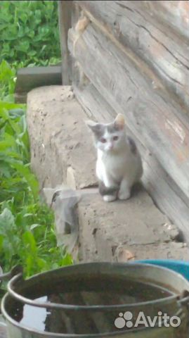 Кошка ищет передержку