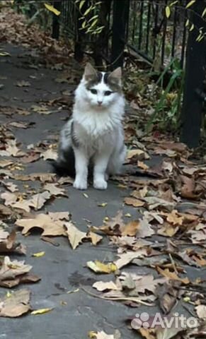 Котик - лесной братец ищет дом