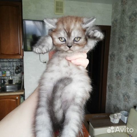 Шотландские разбойники. Родовитые клубные котята