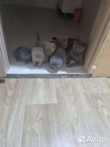 Плюшевые котята