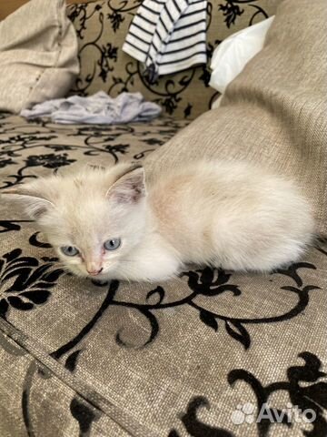 Котенок помесь мальчик