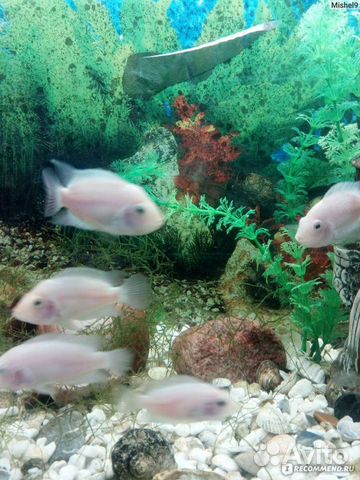 Рыбки отдам за шоколадку