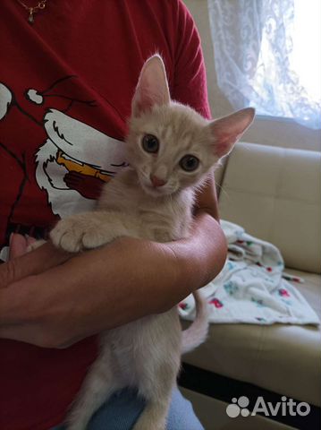 Кошка