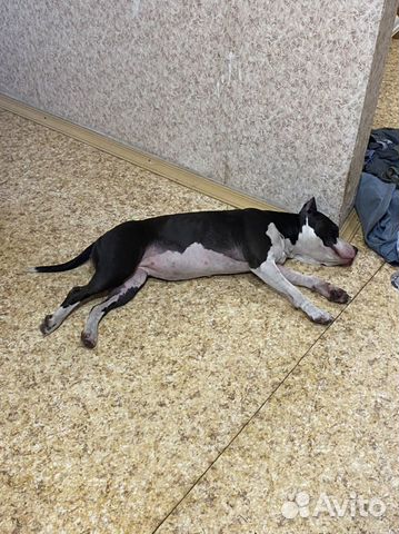 Найден стаффорд