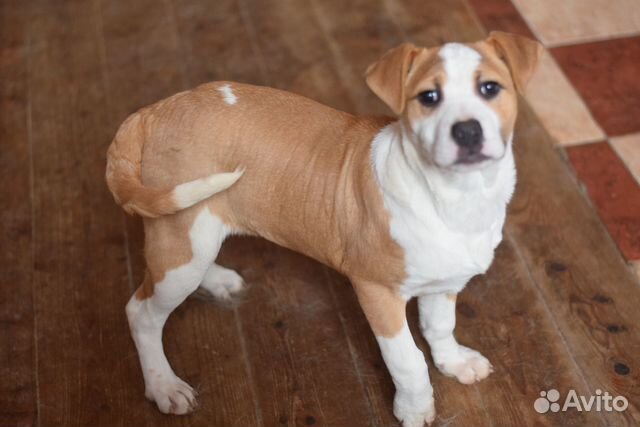 Метис стафф+овчарка, 4 мес