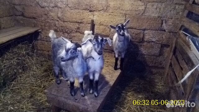 Козлята 2 месячные