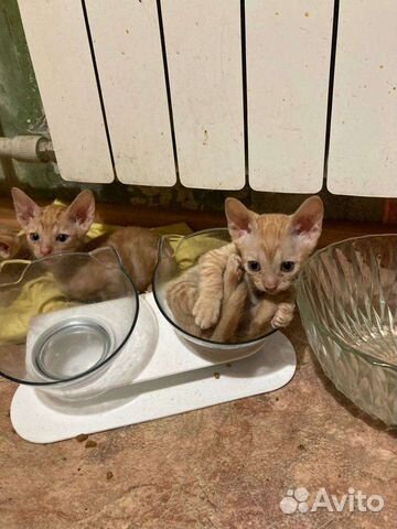 Котята корниш-рекс