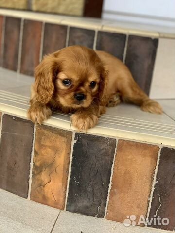 Кавалер кинг чарльз спаниель рубин