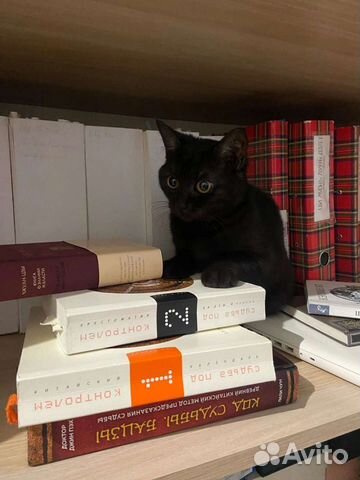 Красивая кошка в дар