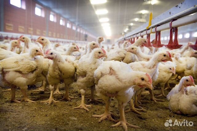 Бройлеры живым весом