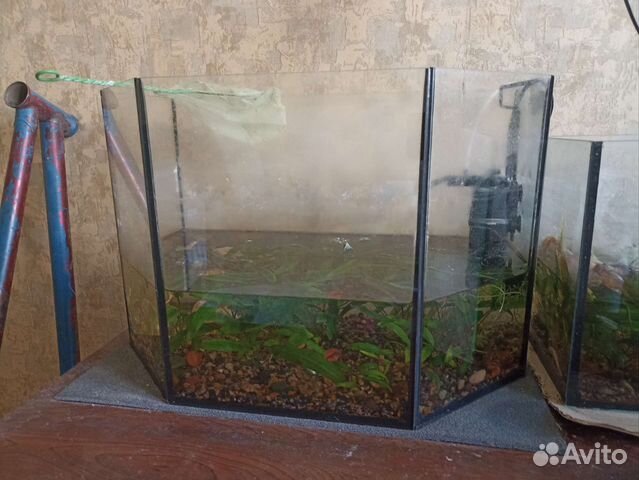 Аквариум с рыбками и водорослями