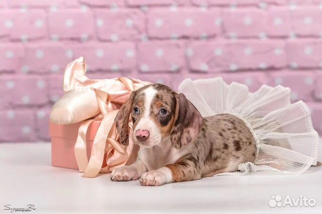 Необычная миниатюрная Такса