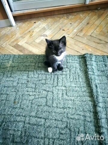 Кошки в добрые руки даром