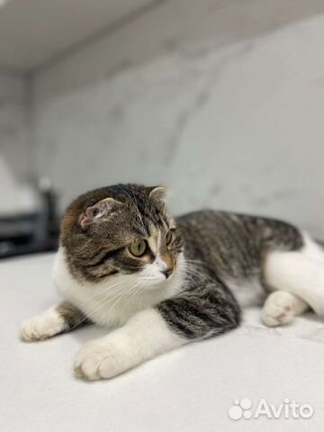 Кошечка 10 мес. Вислоухая