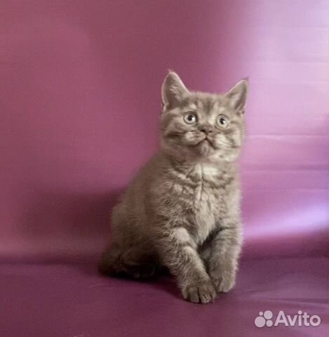 Британский котенок окрас шоколадный