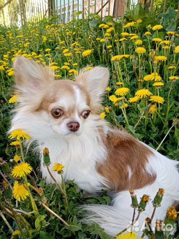 Вязка и продажа щенков. Ясельная группа "Ромашка"