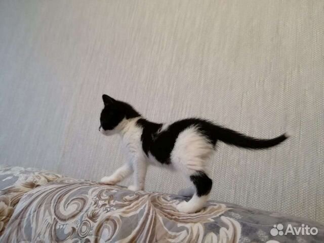 Котенок девочка бесплатно