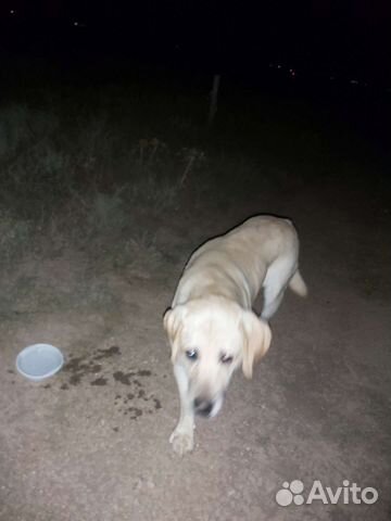 Отдам в добрые руки лабрадора