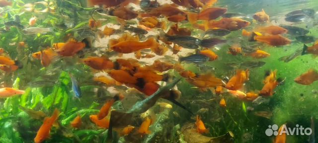 Меченосцы красные и с черными хвостами