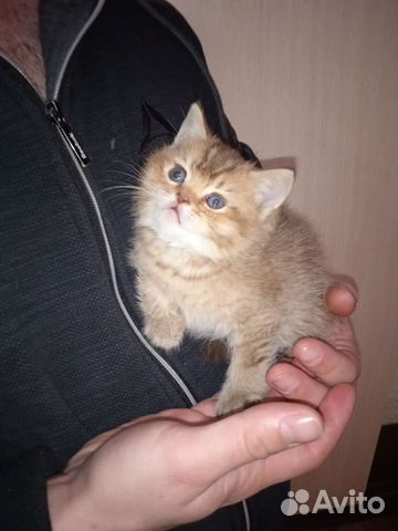 Британские котята золотых окрасов