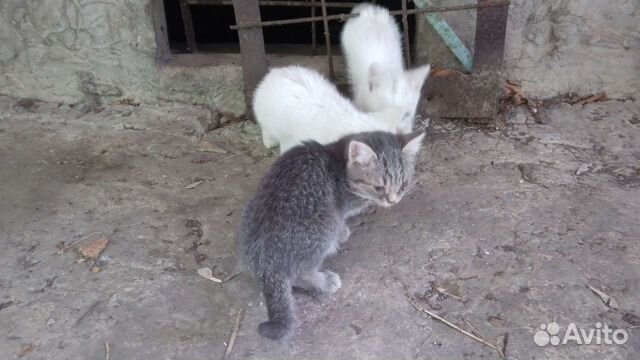 Котики