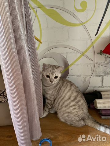 Шотландские прямоухий кот