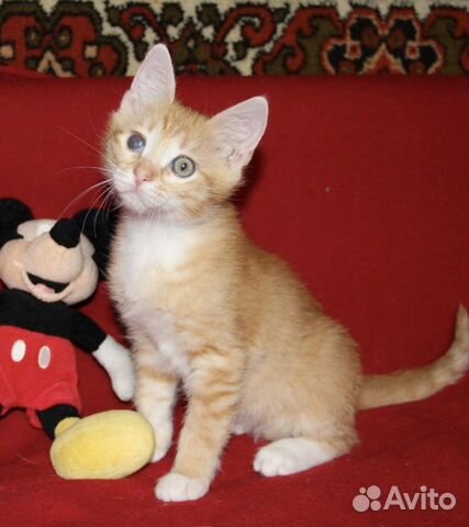 Рыжий котенок Миша Кутузов 2 месяца в дар