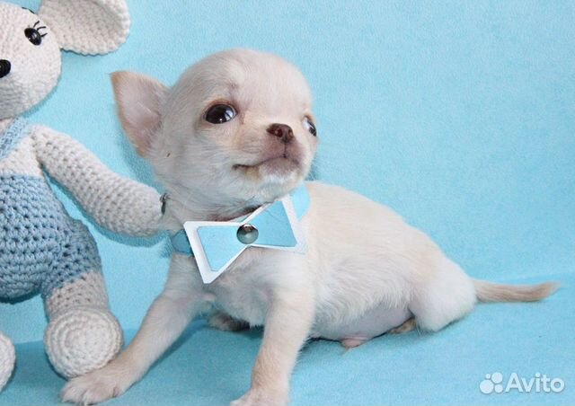 Нежный мышонок