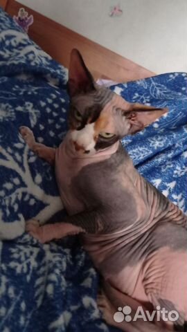 Продам кошку, порода сфинкс
