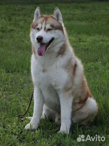 Сибирский хаски вязка