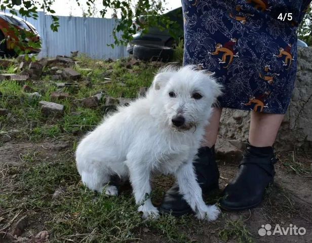 Собака девочка, Белочка ищет дом