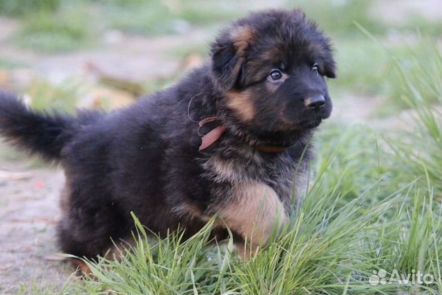 Щенки длинношерстной немецкой овчарки