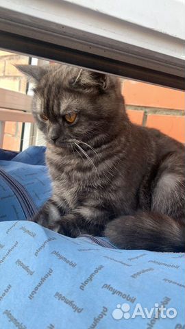 Кошка британка