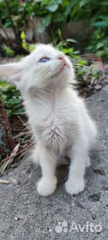 Продам кошечку в хорошие руки