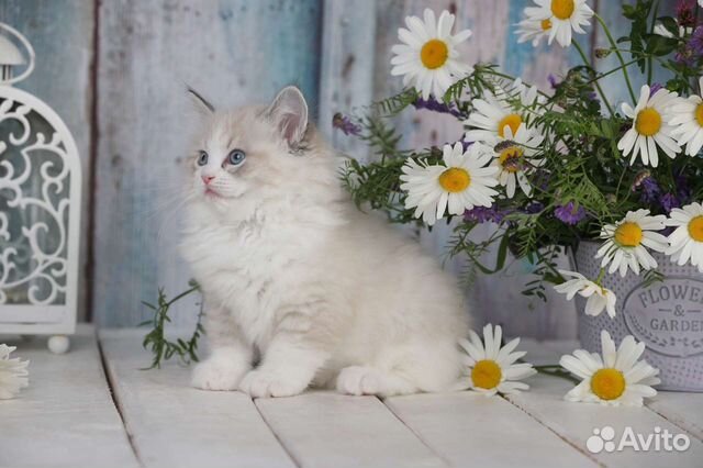 Котята рэгдолл