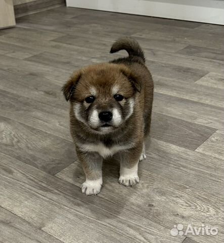Щенки от шиба-ину (сиба-ину)