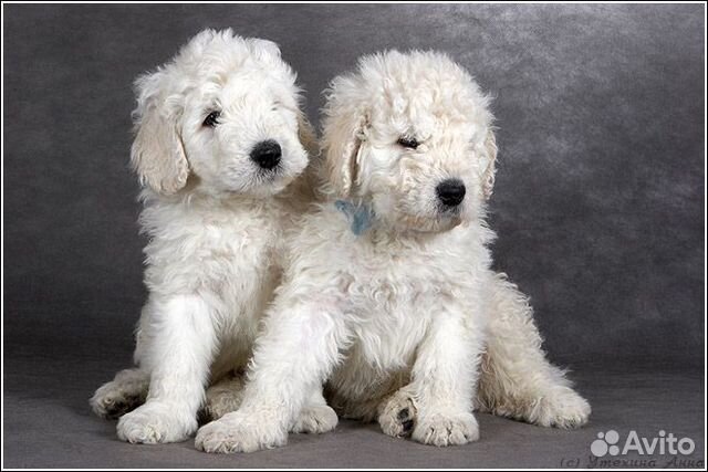 Комондора щенков продаем, д.р. 26.07.2022 г