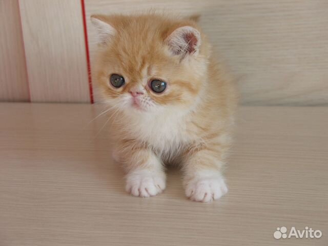 Котик красный табби с белым