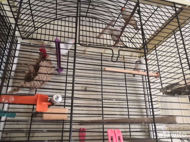 Зебровые амадины