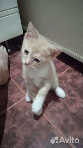 Кошки в добрые руки бесплатно