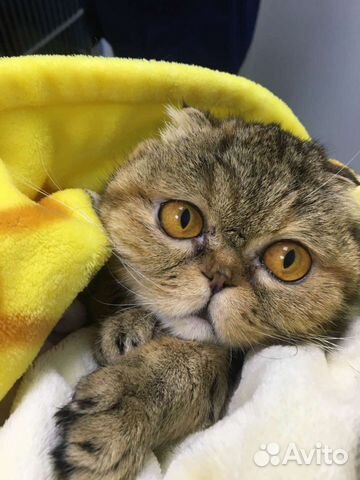 Кошка в добрую семью